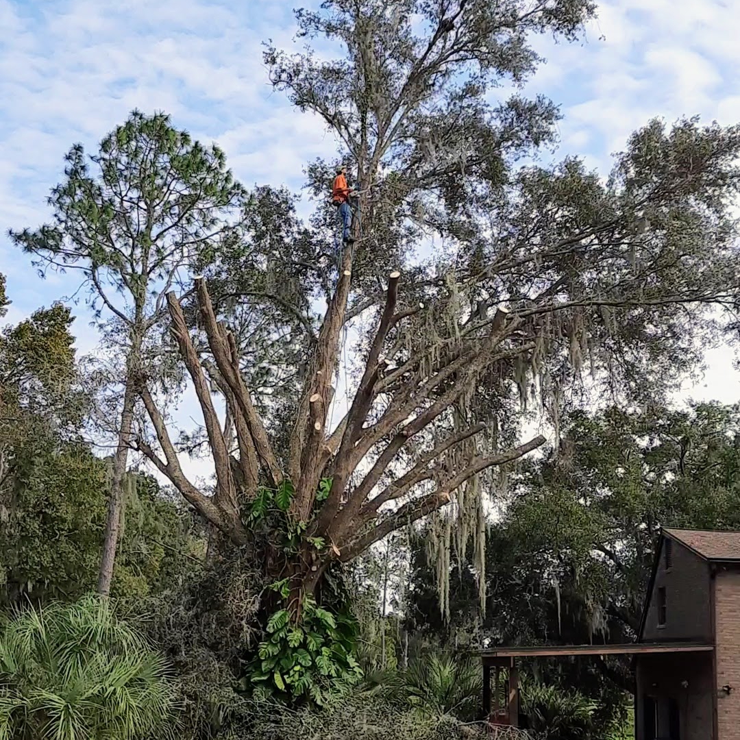D & G Tree Fellers LLC Reviews - Thonotosassa, FL | Angi