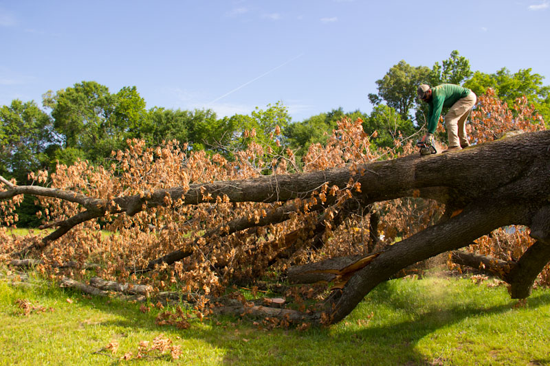 HARRISON TREE SERVICE Reviews - Arlington, TN | Angi