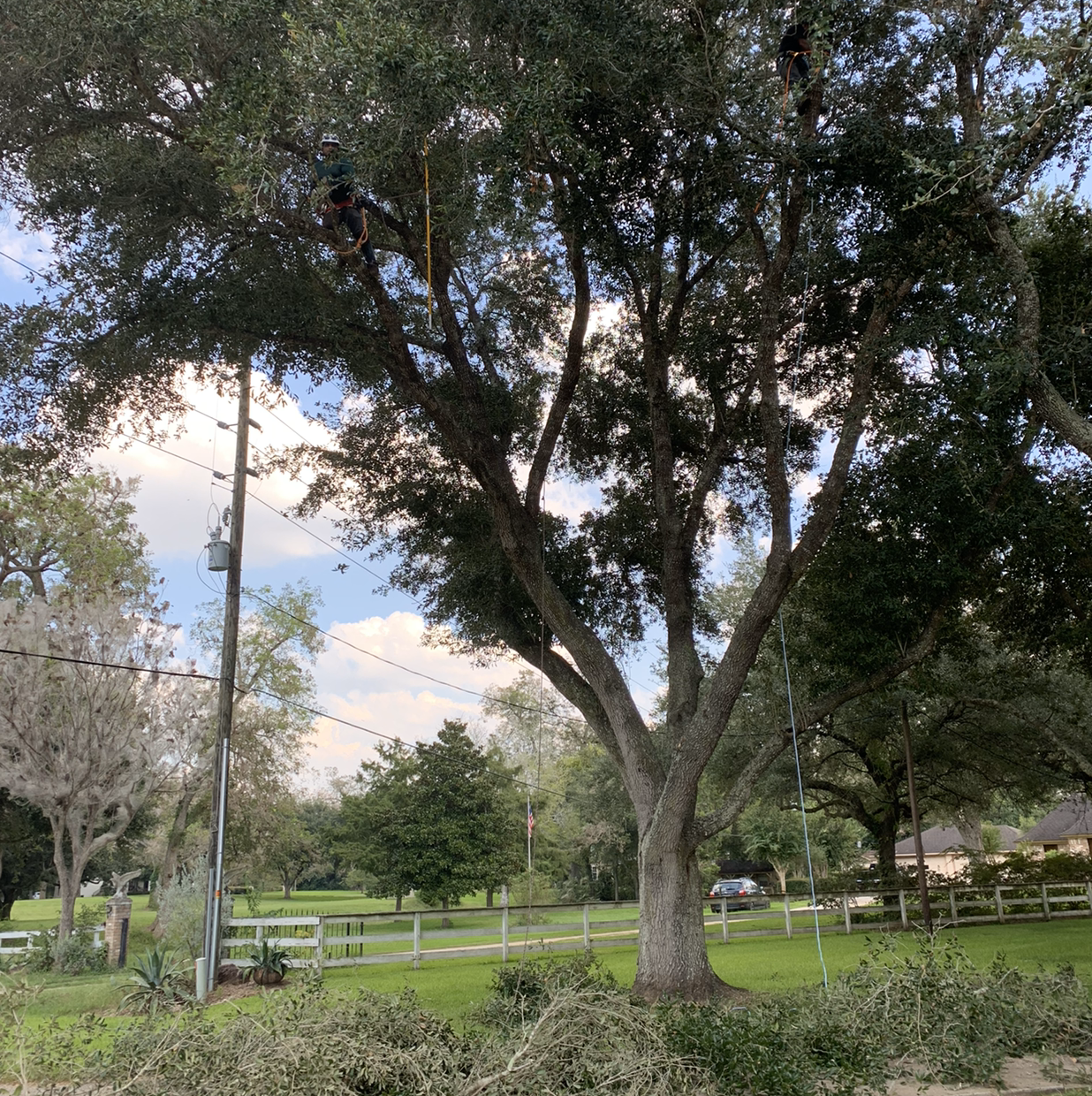 Garcia Professional Tree Service Reviews - Katy, TX | Angi
