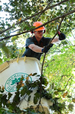 AMERICAN TREE EXPERTS Reviews - New Berlin, WI | Angi