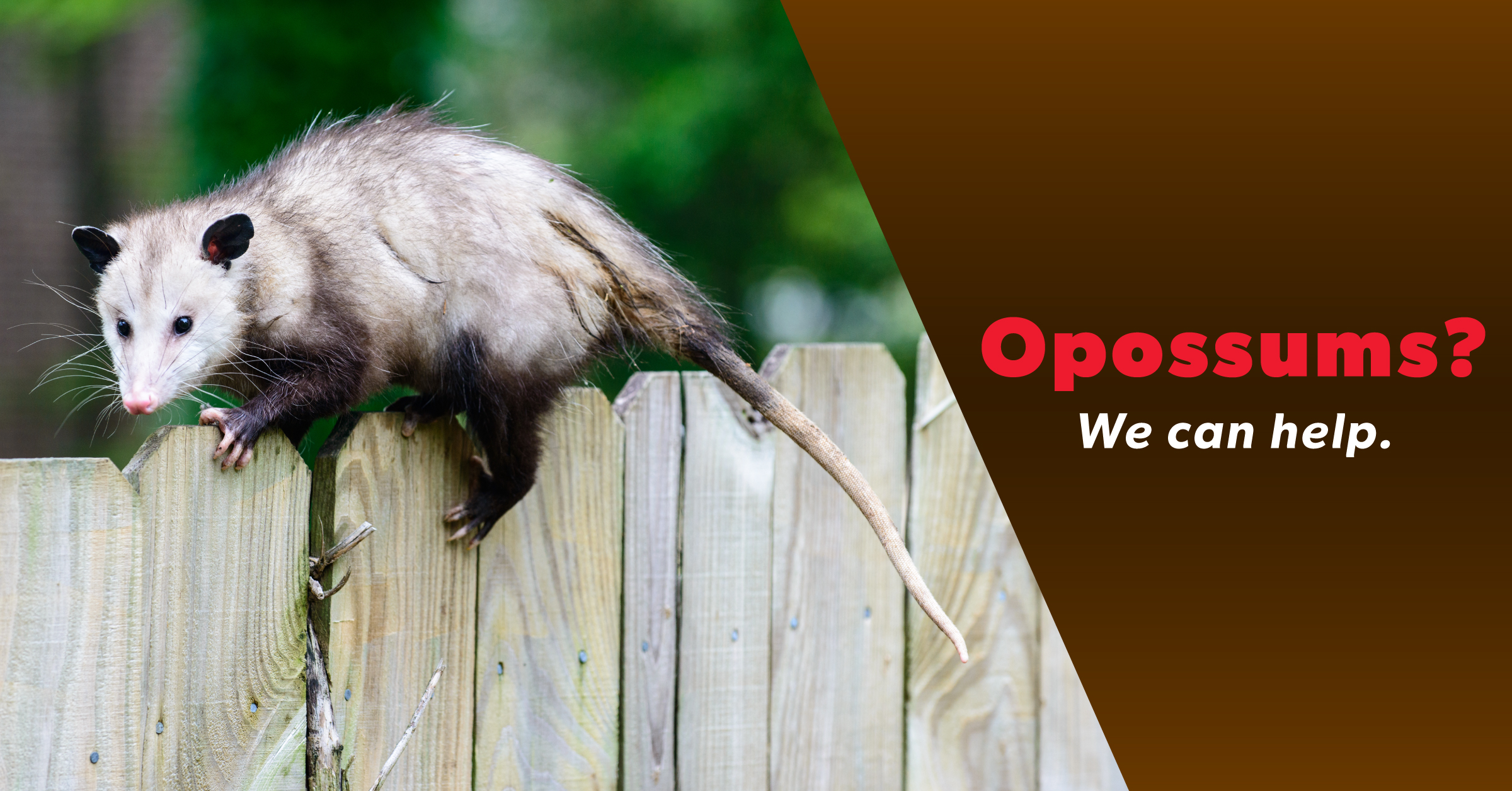 The Bug Master Reviews - Austin, TX | Angi