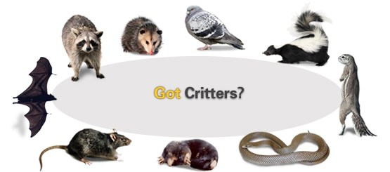 Critter Control Reviews - Nashville, TN | Angi