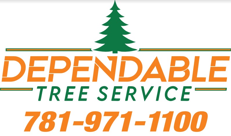 Dependable Tree Service Reviews - Abington, MA | Angi