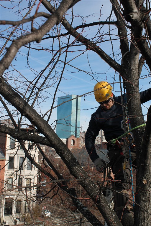 Barrett Tree Service East, Inc. Reviews - Medford, MA | Angi