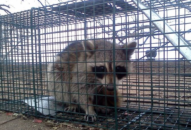 Critter Gitter Reviews - Fort Worth, TX | Angi