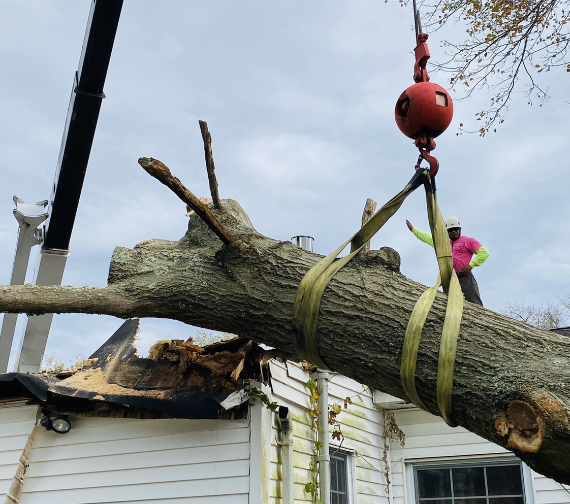 Ultimate Tree Service Reviews - Howell, NJ | Angi
